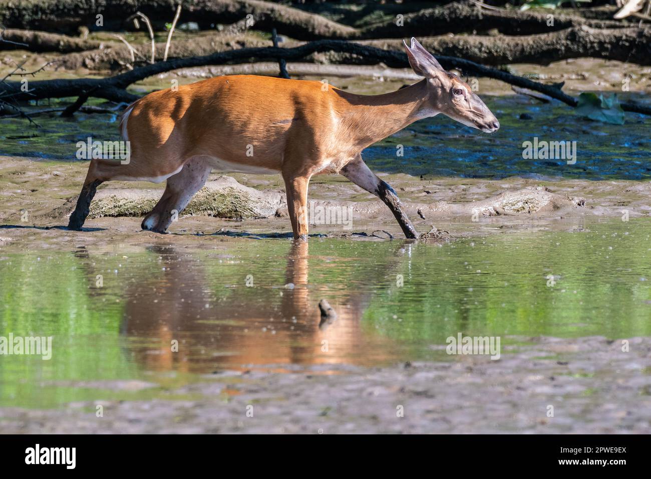 Potomac river wildlife washington hi-res stock photography and images ...