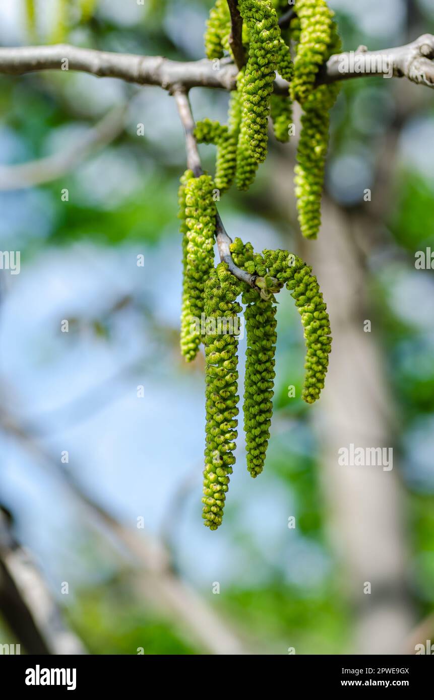 Branch of walnut closeup in spring. Flower of walnut close up Stock ...