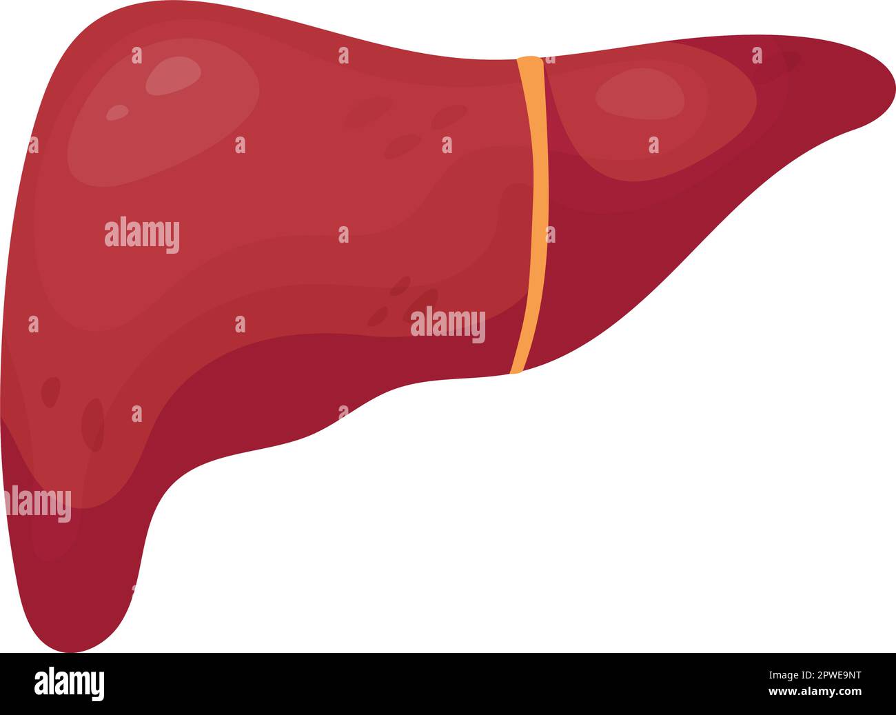 Lliver. Human organ of gastrointestinal tract. Vector illustration in ...