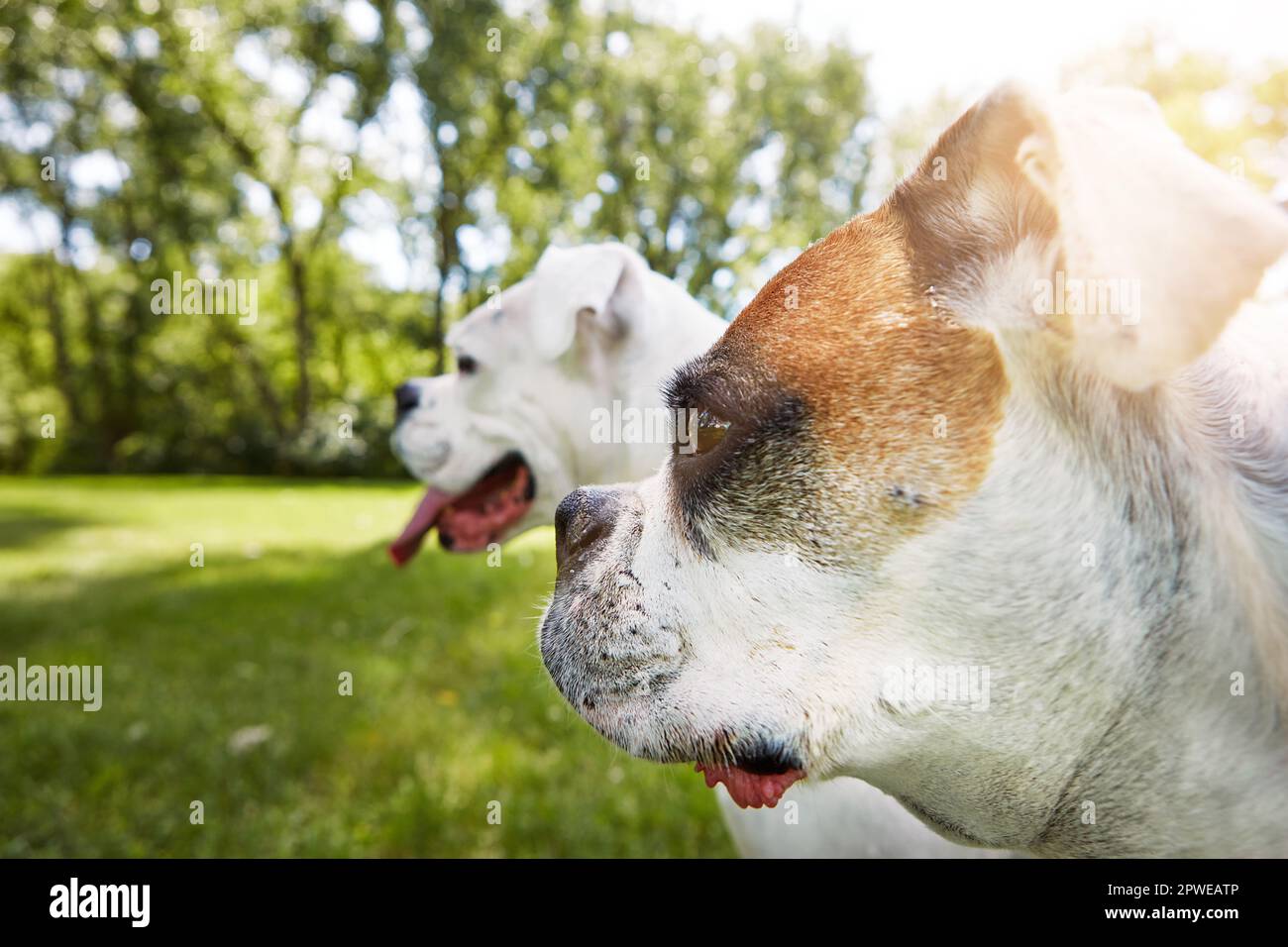 Boxer dog standing in yard hi-res stock photography and images - Alamy