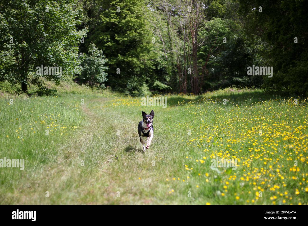 Dog running through a meadow Stock Photo - Alamy