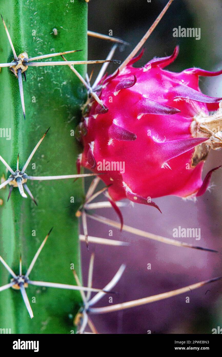 magenta color of pitaya cactus (dragon fruit) in Botanical garden in ...