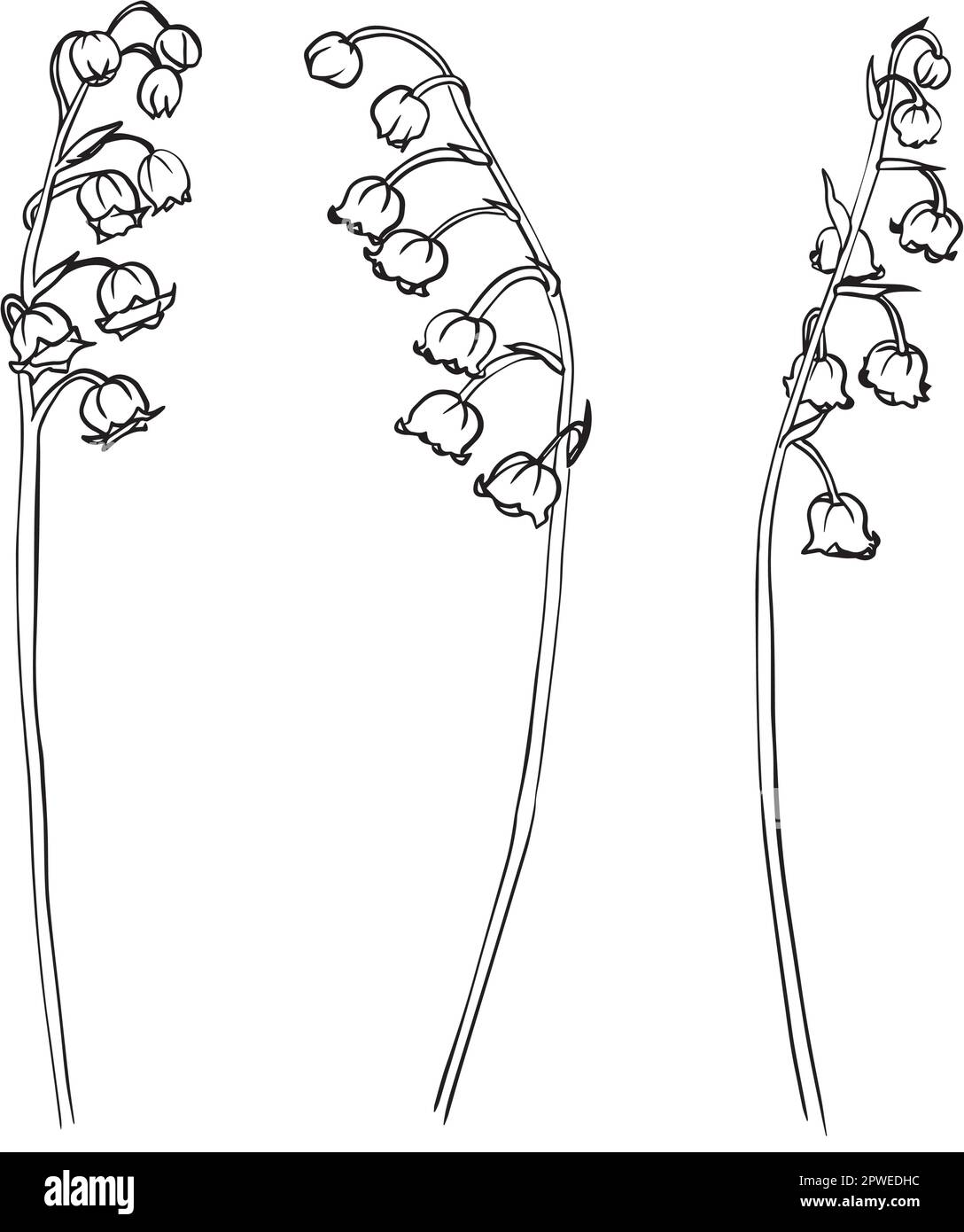 Collection set of lily of the valley flower and leaves drawing illustration. for pattern, logo ...