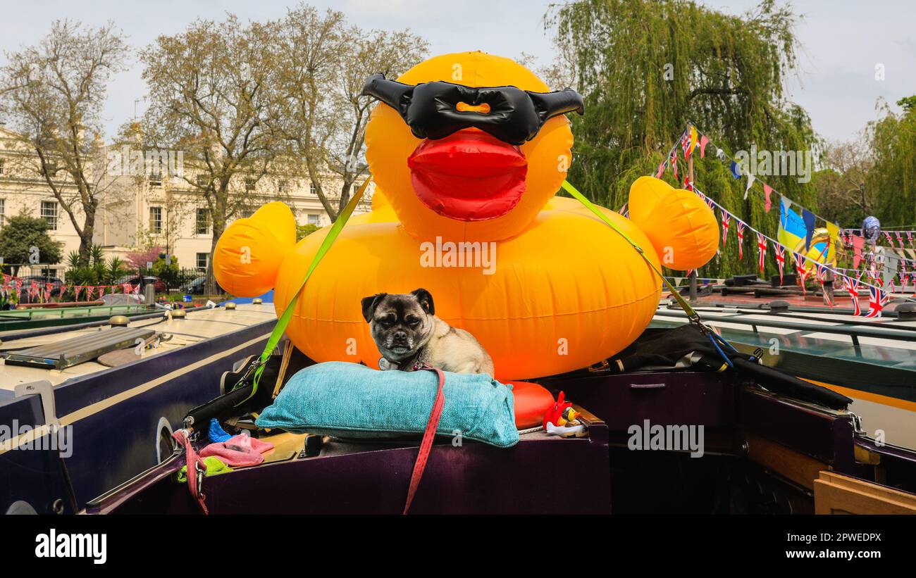 London, UK, 30th April 2023. Ozzie, a pug cross, guards a giant ...