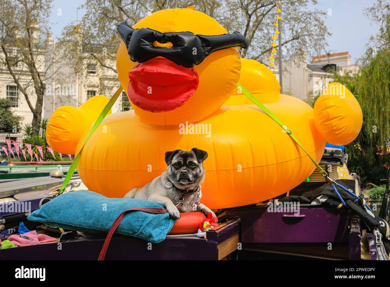 London, UK, 30th April 2023. Ozzie, a pug cross, guards a giant ...