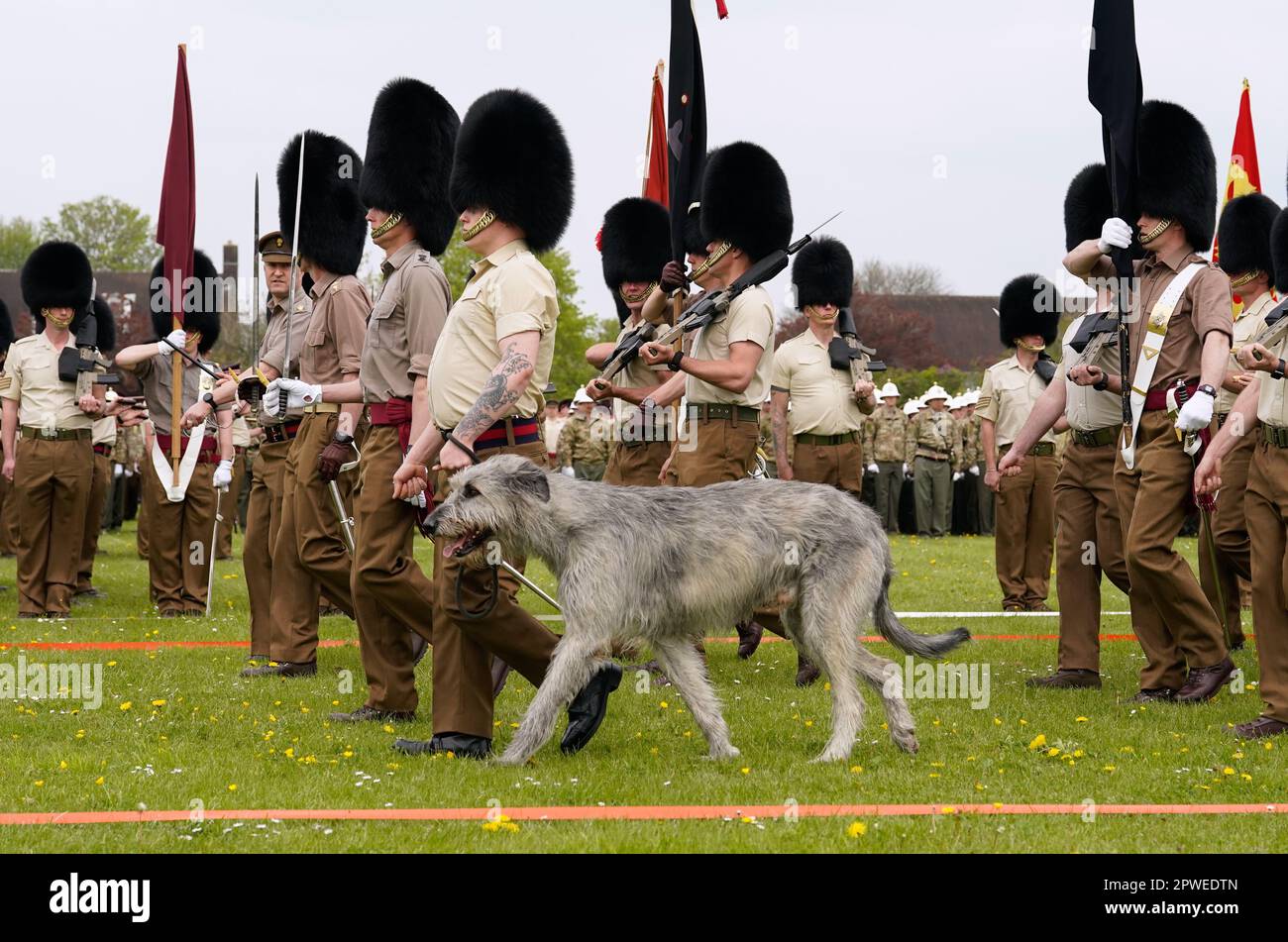 Irish Wolf Hound 'Turlough Mor' (aka Seamus), the regimental mascot of ...