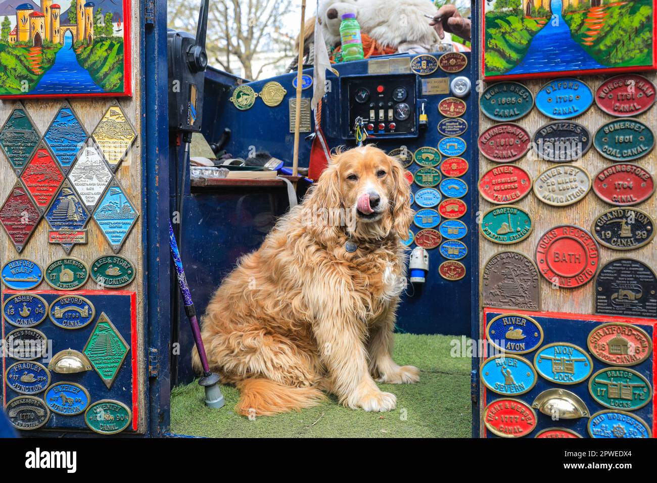 London, UK. 30th Apr, 2023. George, a six year old labrador has come on ...