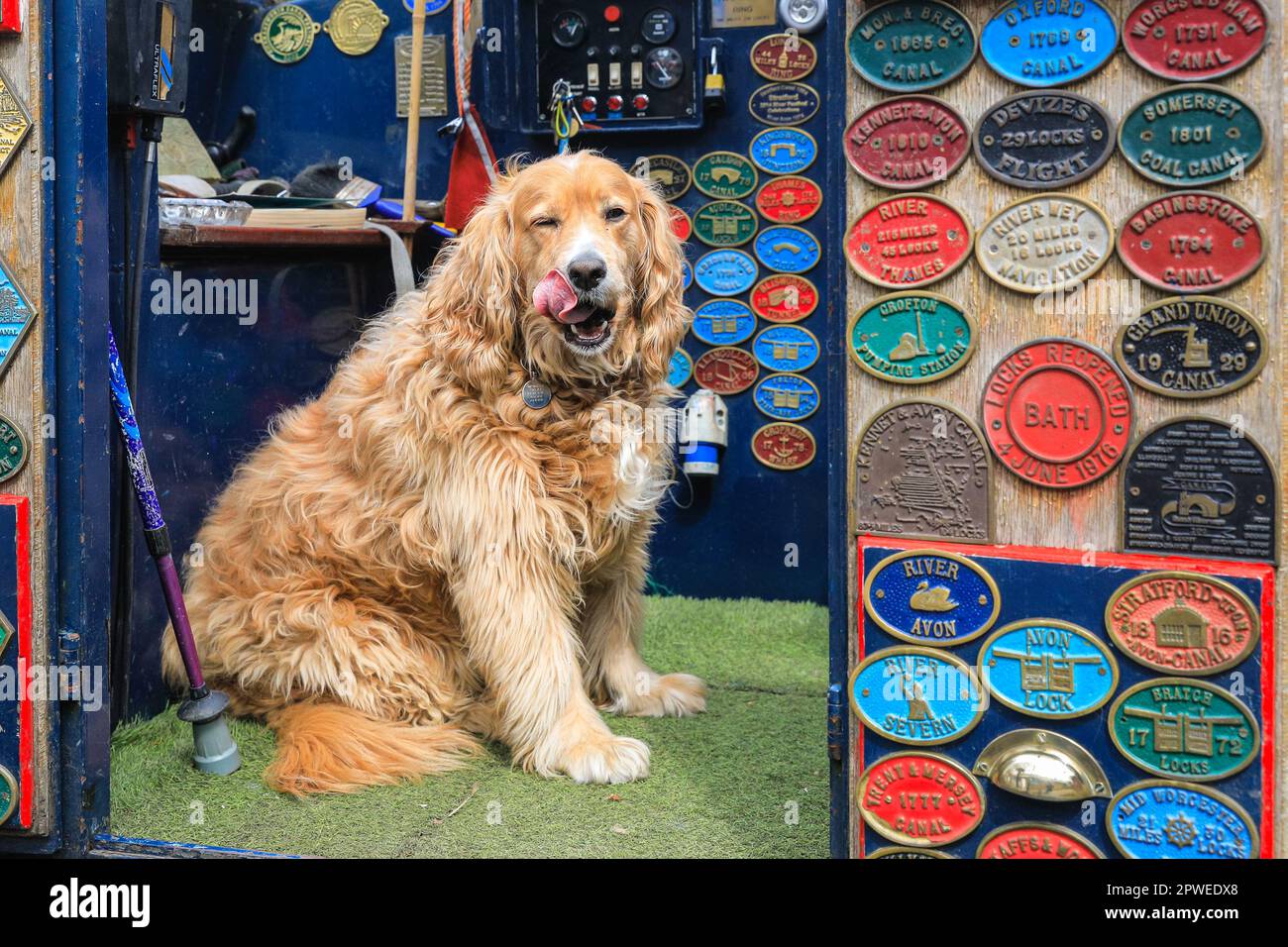 London, UK. 30th Apr, 2023. George, a six year old labrador has come on ...