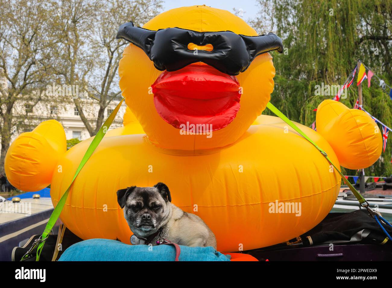 London, UK, 30th April 2023. Ozzie, a pug cross, guards a giant ...