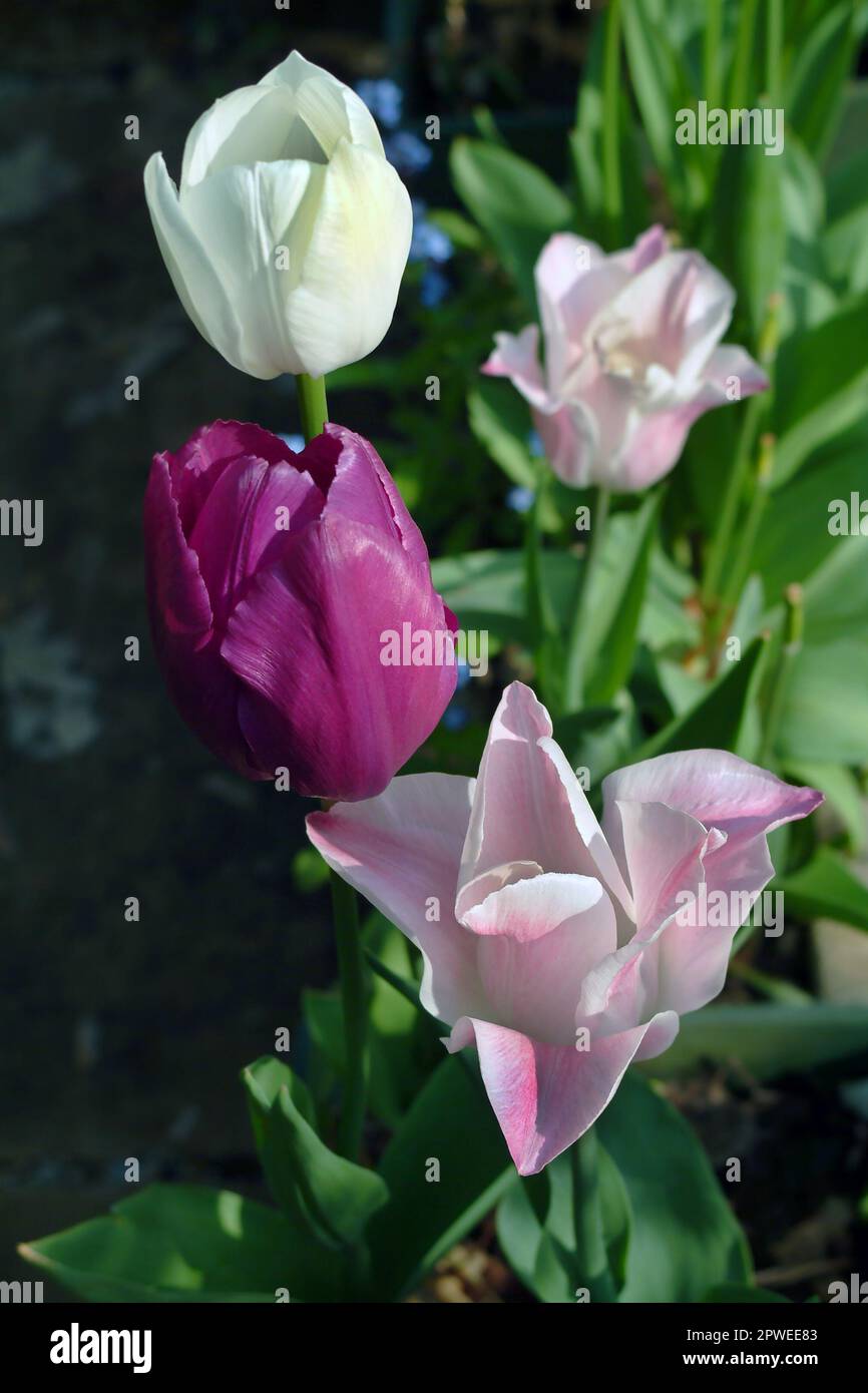 Adding splashes of colour hi-res stock photography and images - Alamy