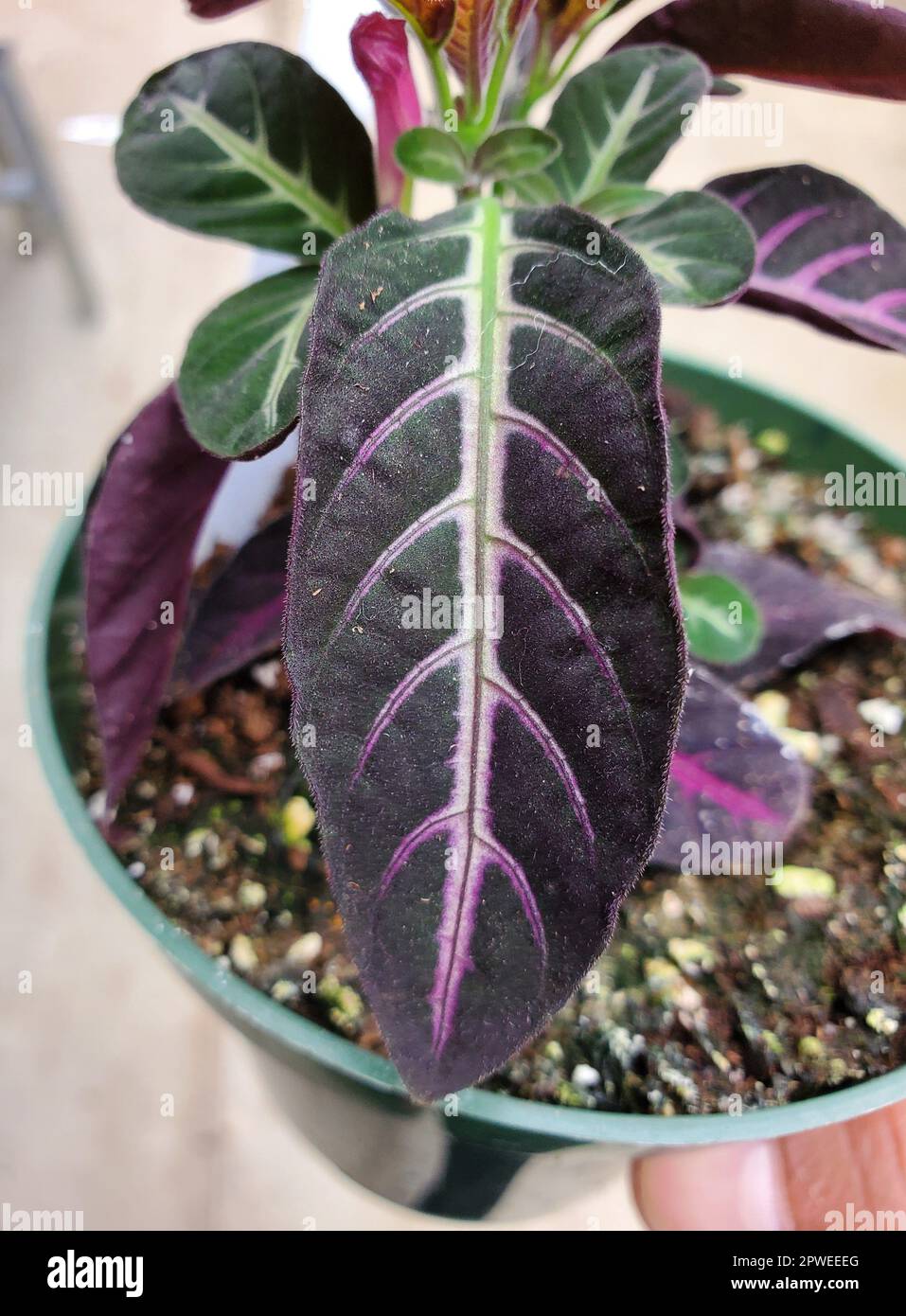 Dark velvety purple leaf of Ruella Makoni Stock Photo - Alamy