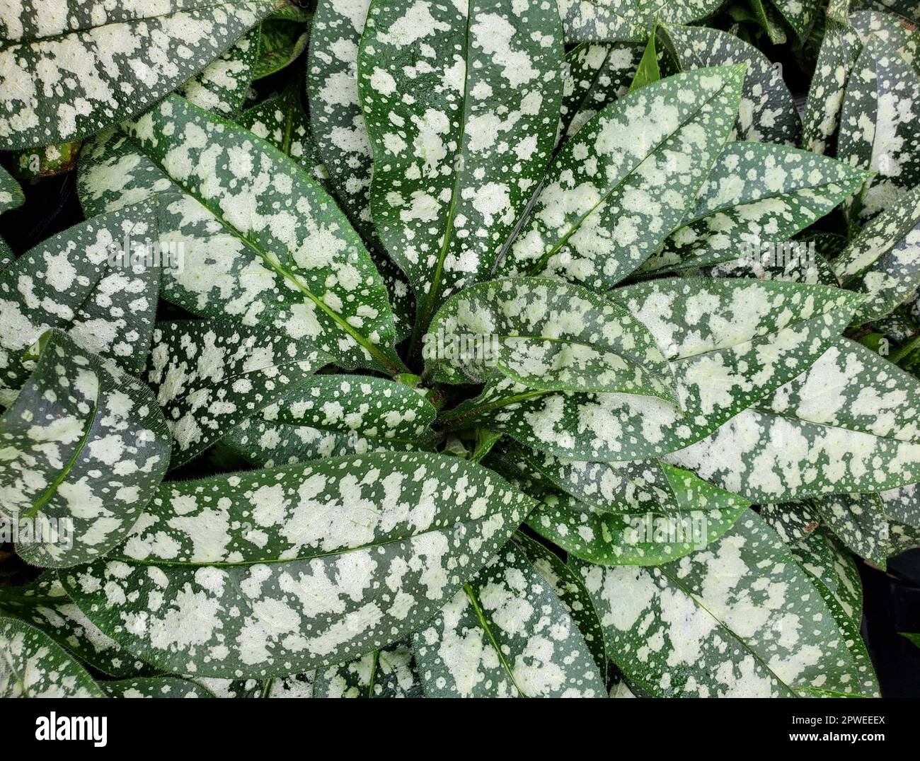 Beautiful white speckled and green leaves of Pulmonaria Hybrid Twinkle ...