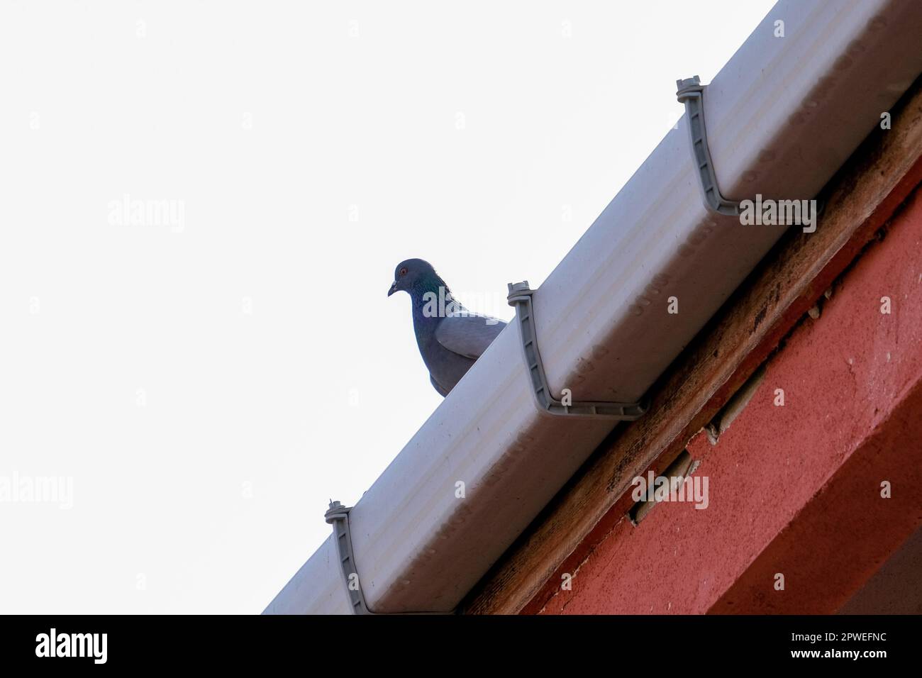 Bird standing on the roof at house. Bird roof background wallpaper ...