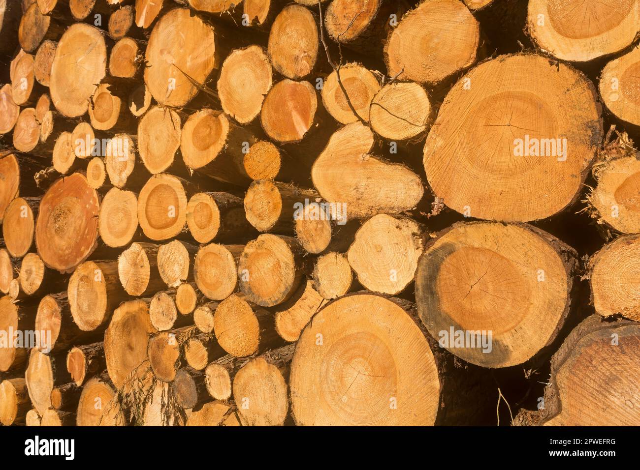 Forestry environment hi-res stock photography and images - Alamy