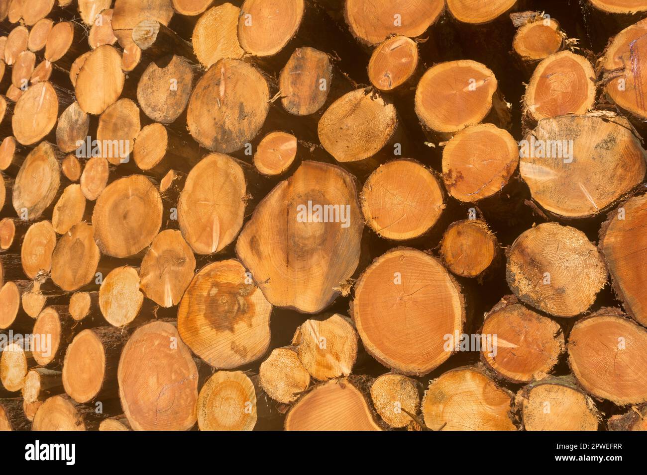 Piles of tree logs in the forestry industry Stock Photo - Alamy