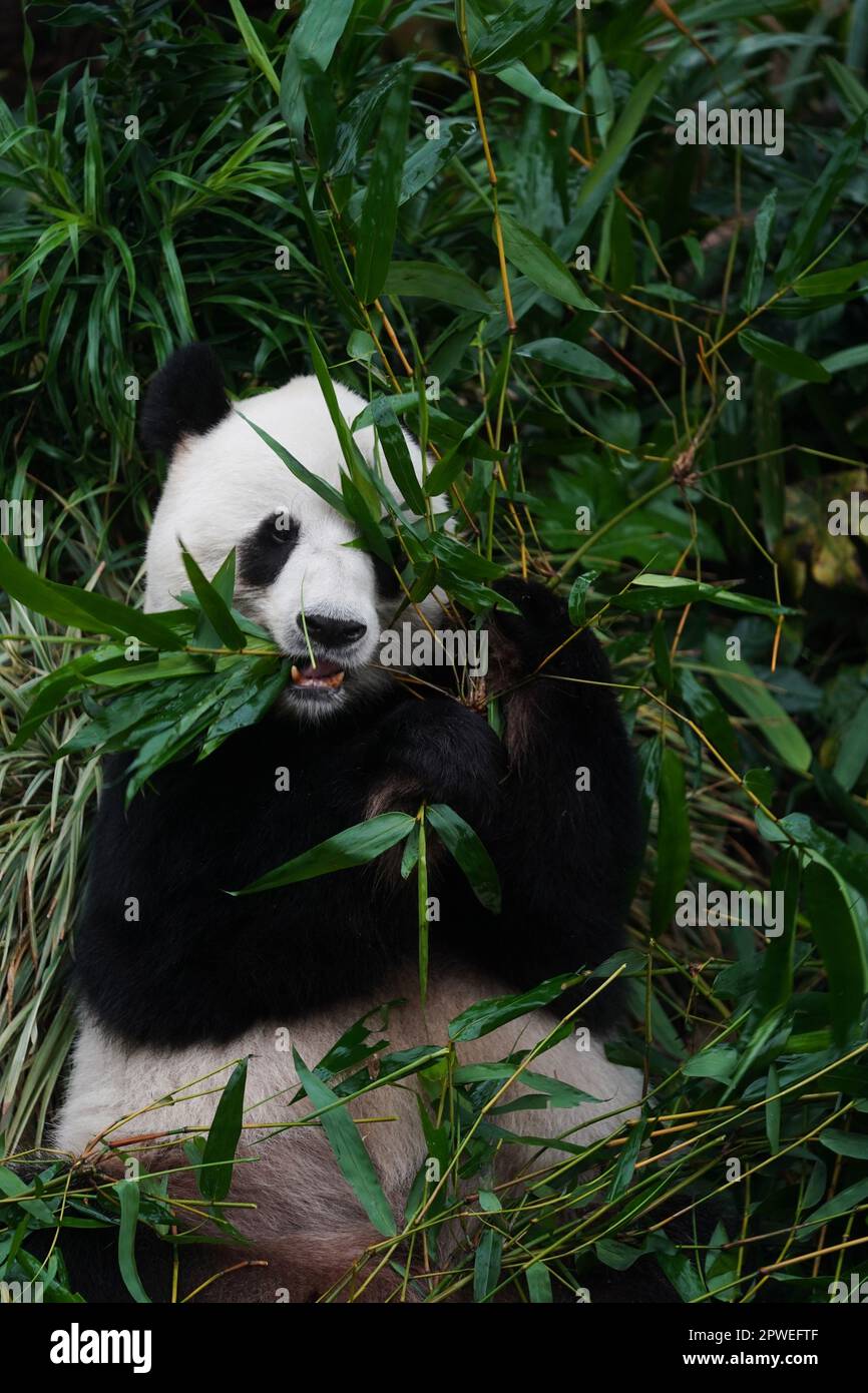 Hong Kong, China. 30th Apr, 2023. (230430) -- HONG KONG, April 30, 2023 ...
