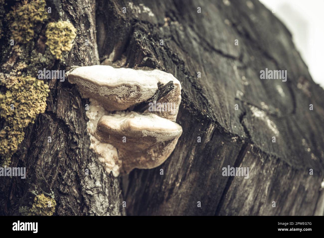 Parasitic fungus on the trunk of a large tree Stock Photo - Alamy