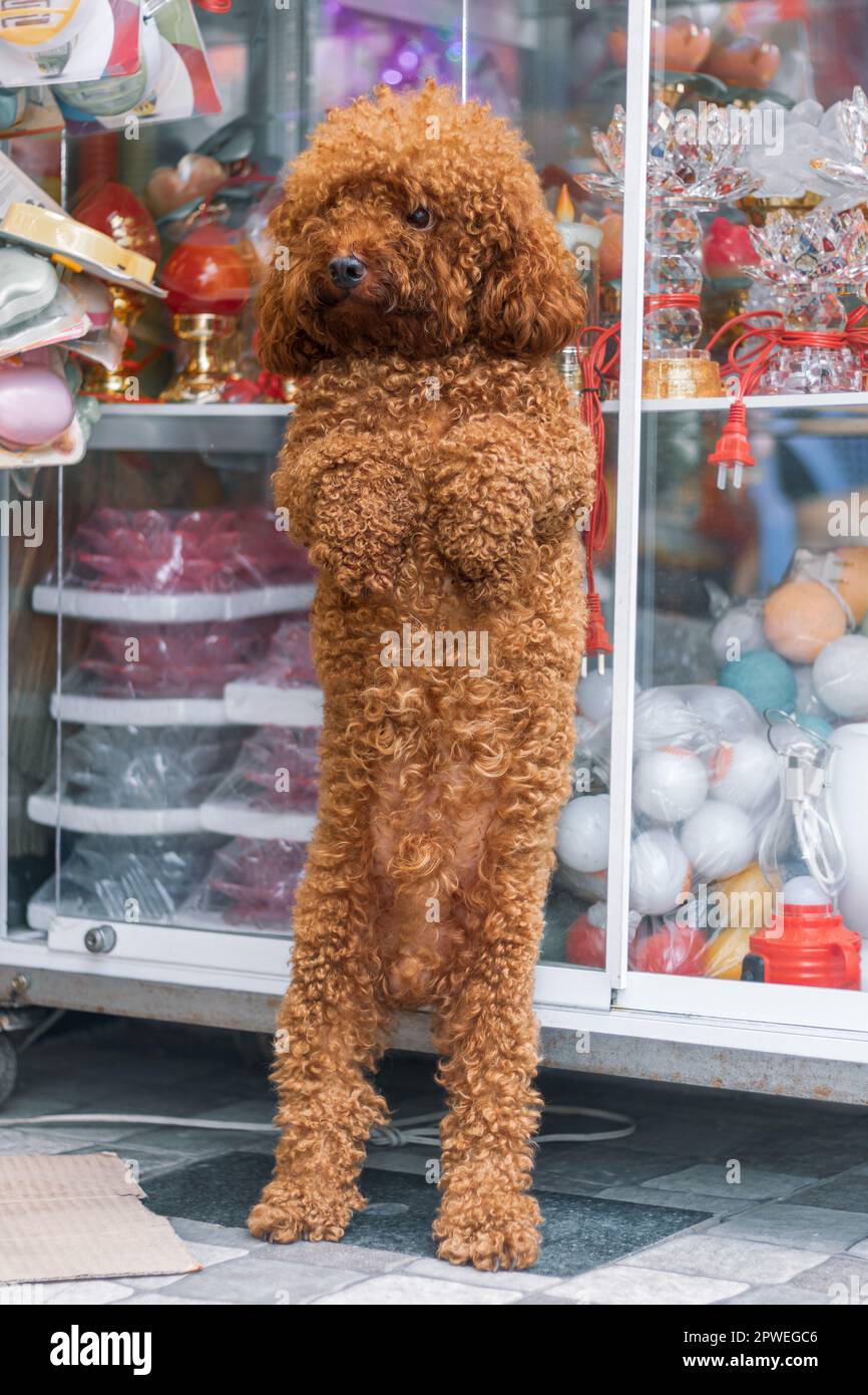 The red poodle stands on its hind legs and looks carefully Stock Photo ...