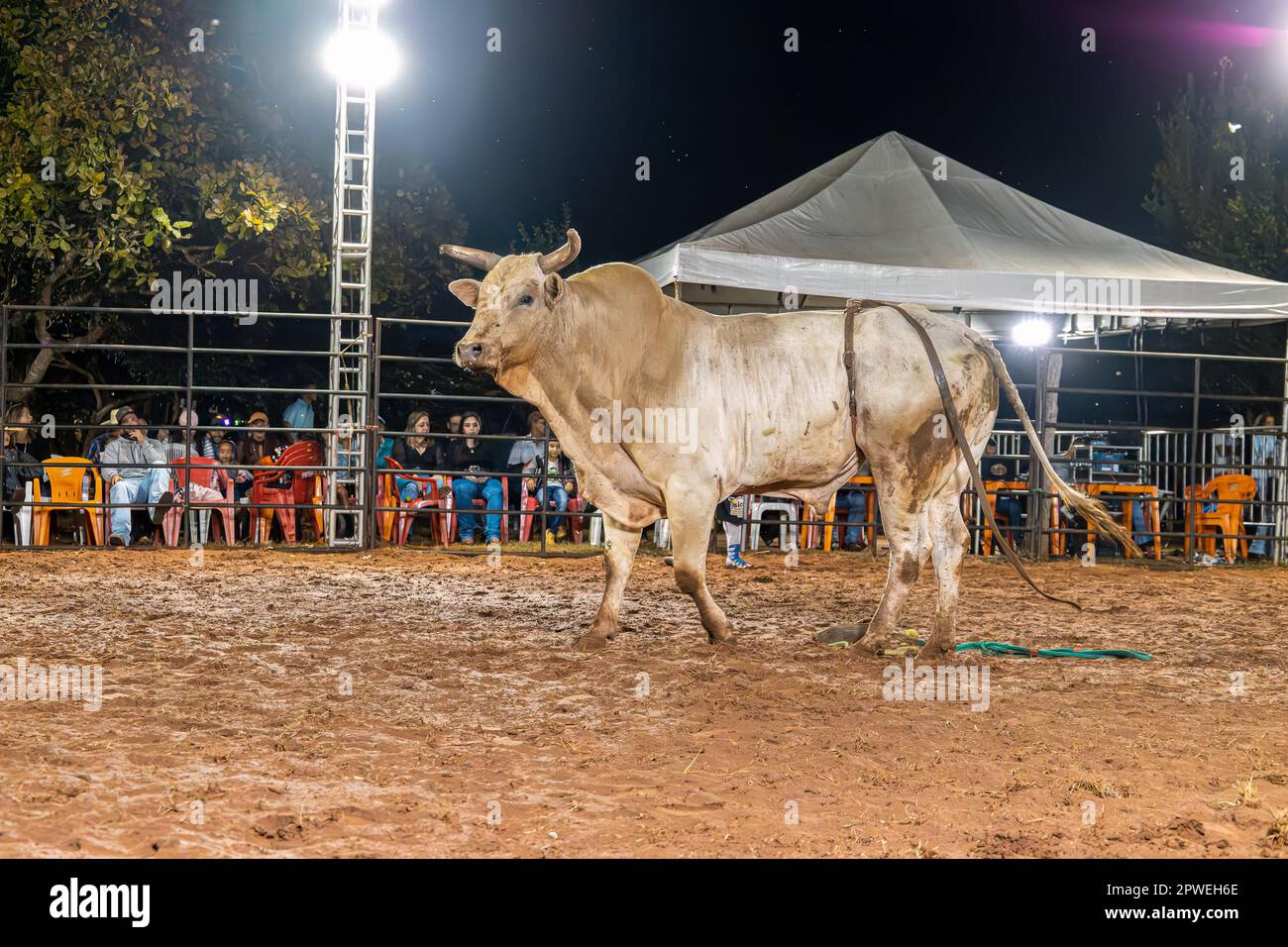 Itaja, Goias, Brazil - 04 21 2023: white bull in a bull riding rodeo ...