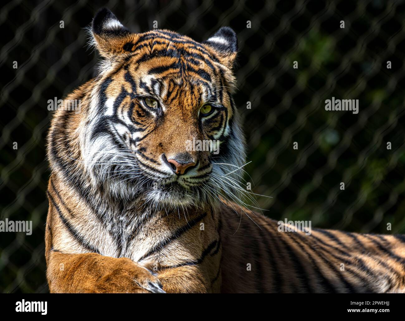 A closeup view of a Sumatran Tiger with front paws folded over one ...