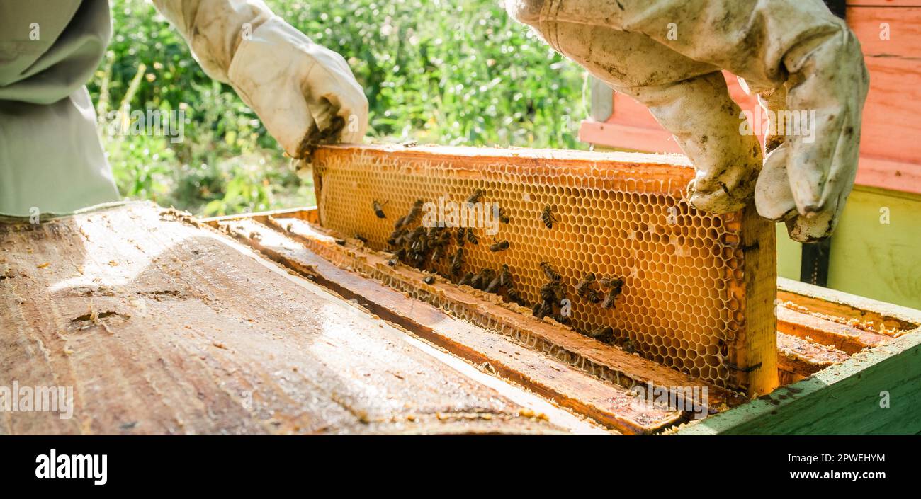 Beekeeper removing honeycomb from beehive banner. Person in beekeeper ...