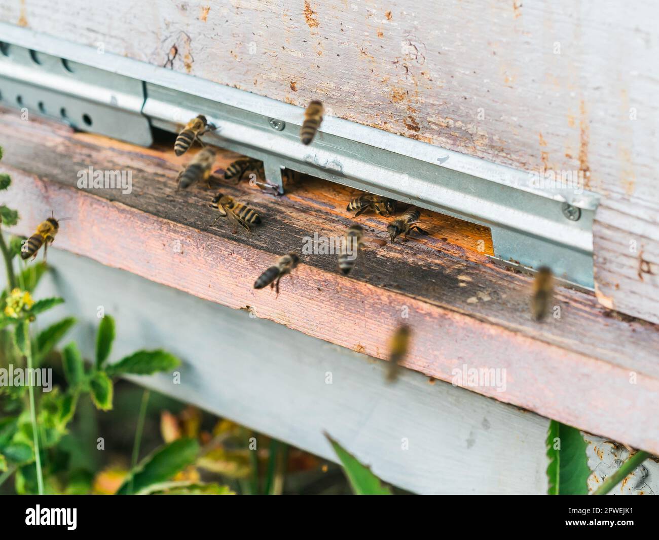 Closeup shot of honey bees coming out of its hive - beekeeping concept ...