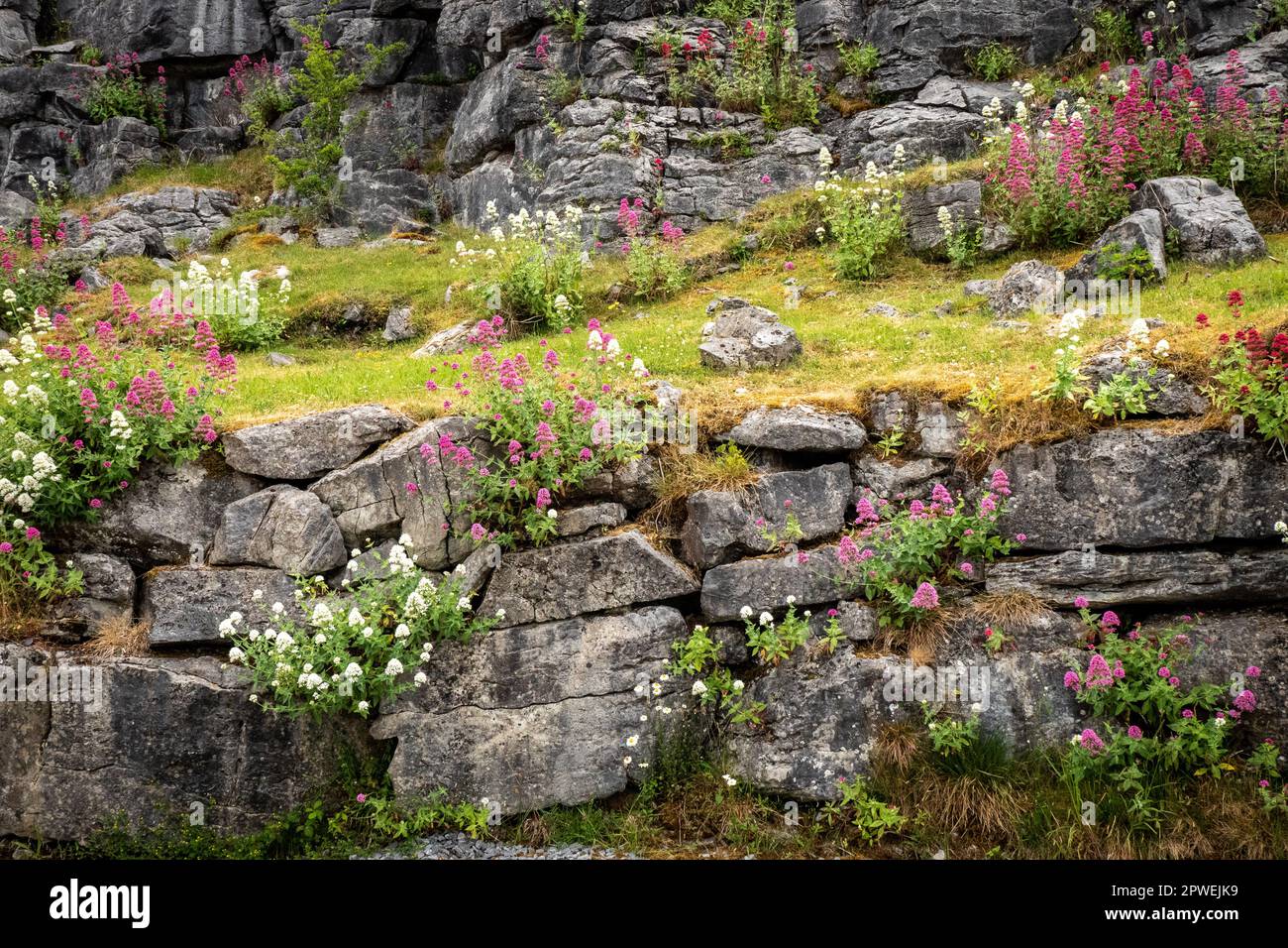 Wild Flowers Bloom Above Ground at Aillwee Cave (Ballyvaughan) in ...