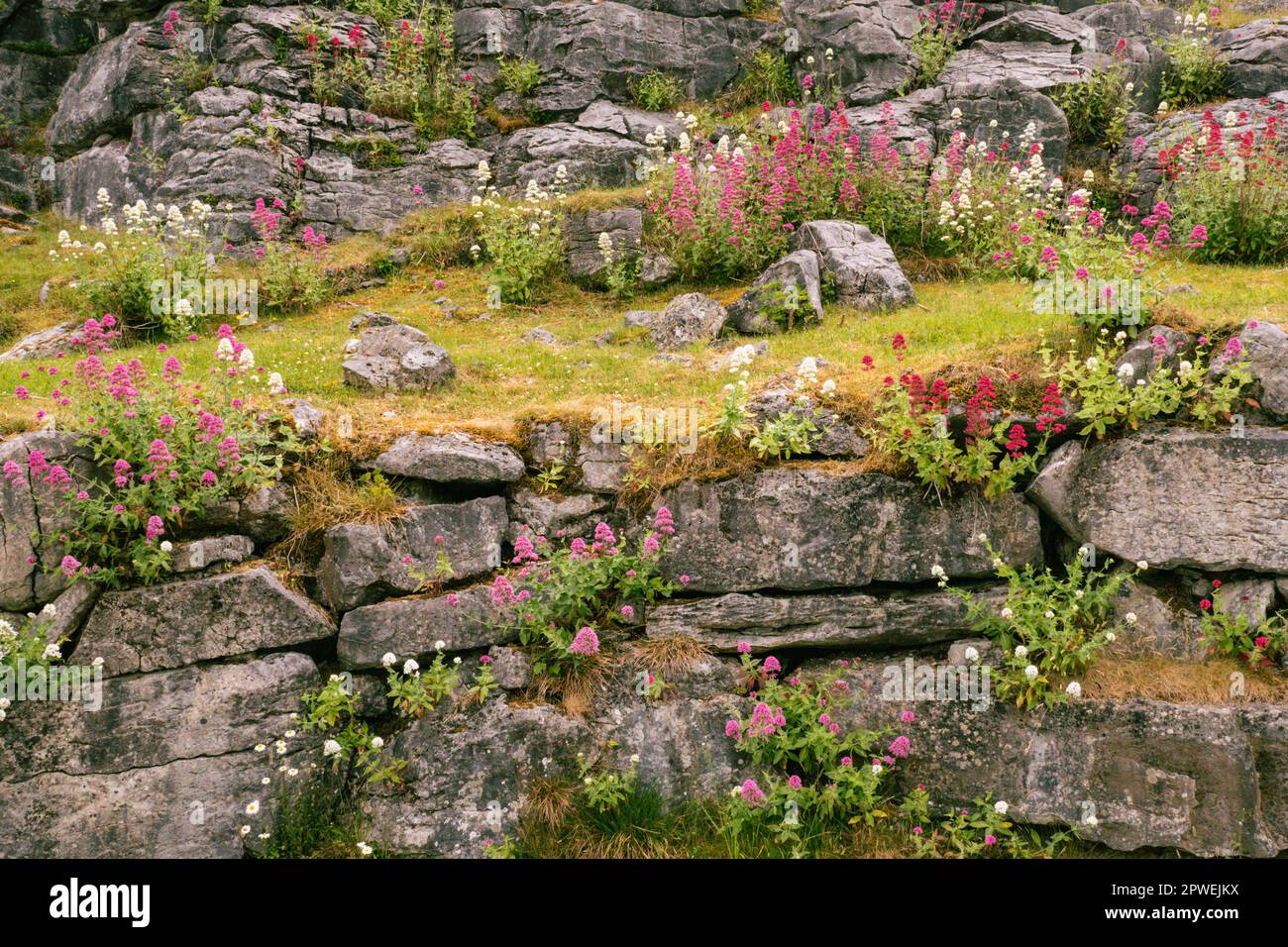 Wild Flowers Bloom Above Ground at Aillwee Cave (Ballyvaughan) in ...