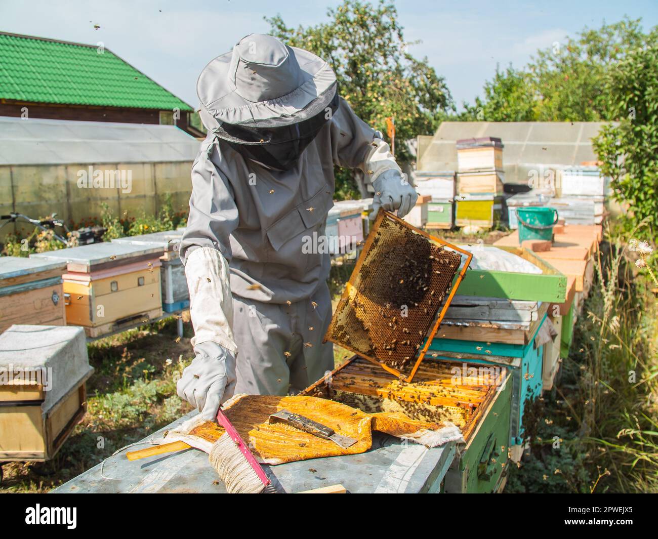 Beekeeper removing honeycomb from beehive. Person in beekeeper suit ...