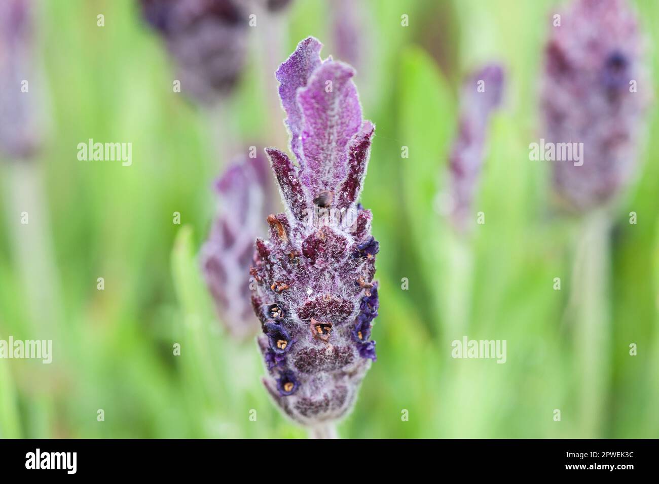 Native herb wildflowers garden hi-res stock photography and images - Alamy