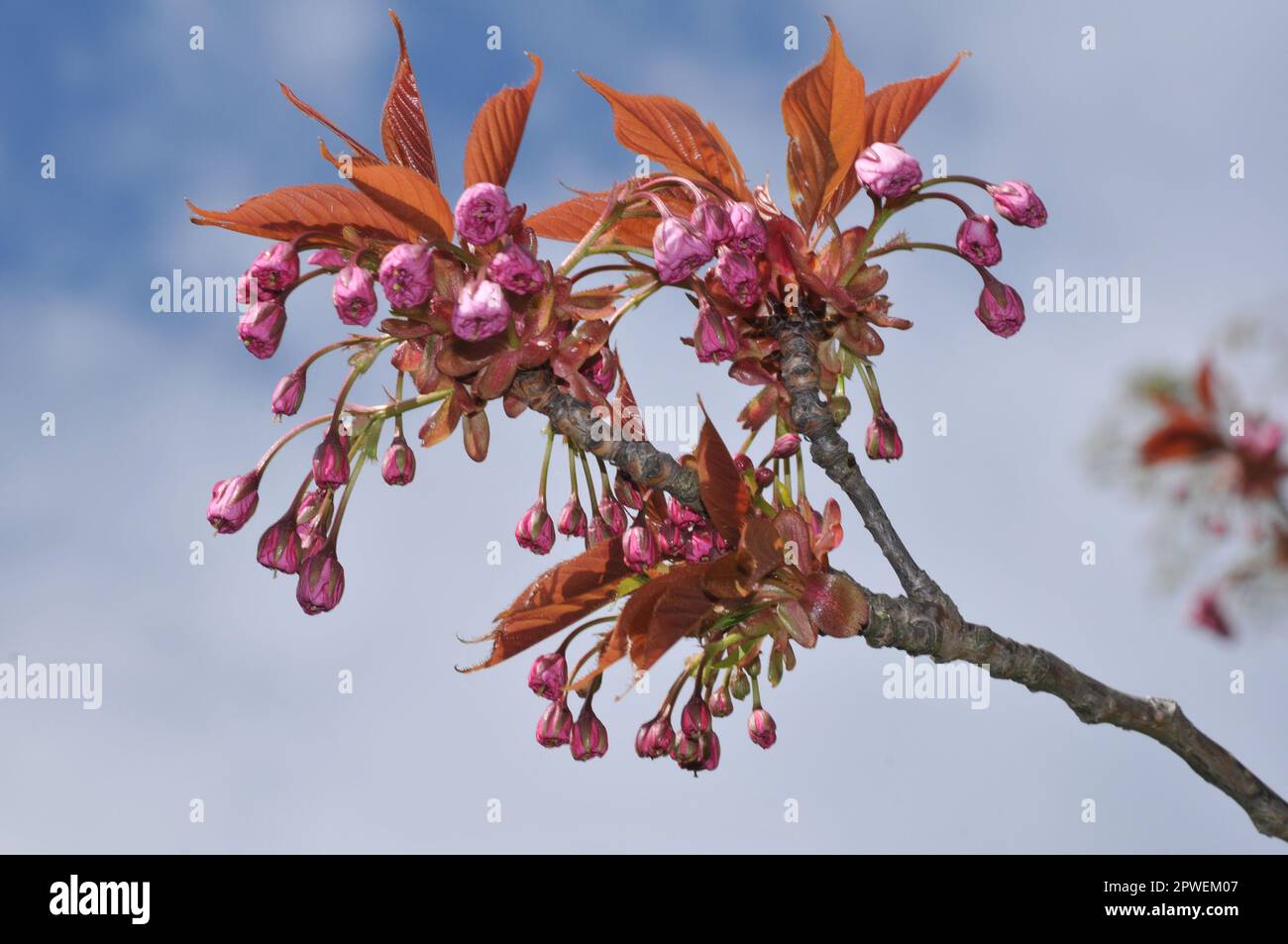 Copenhagen /Denmark/30 April 2023/ Cherry blossom flowers in danis ...