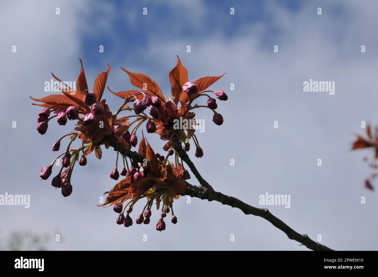 Copenhagen /Denmark/30 April 2023/ Cherry blossom flowers in danis ...