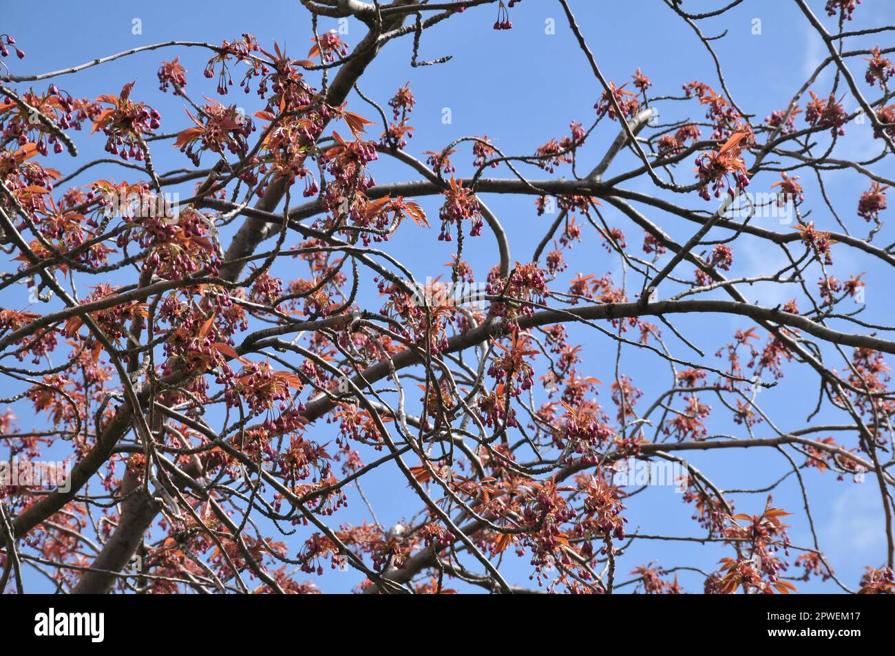 Copenhagen /Denmark/30 April 2023/ Cherry blossom flowers in danis ...