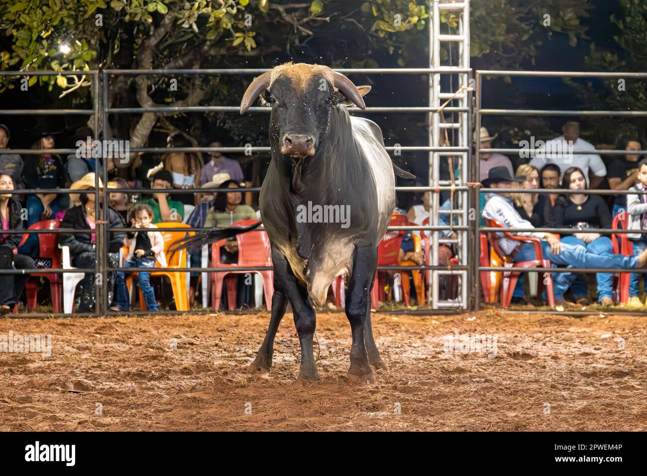 Itaja, Goias, Brazil - 04 21 2023: bull at a bull riding event in an ...