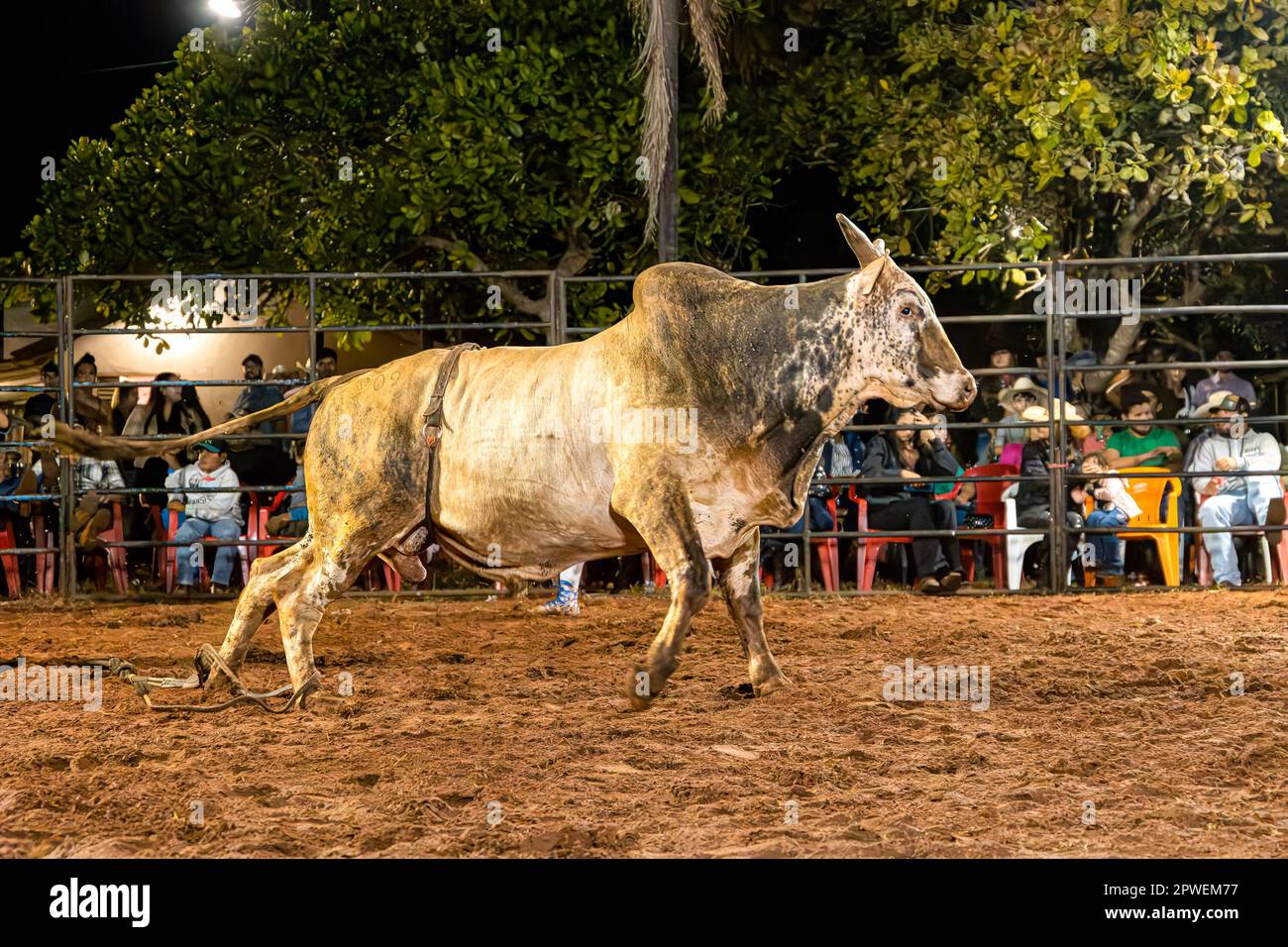 Itaja, Goias, Brazil - 04 21 2023: bull at a bull riding event in an ...