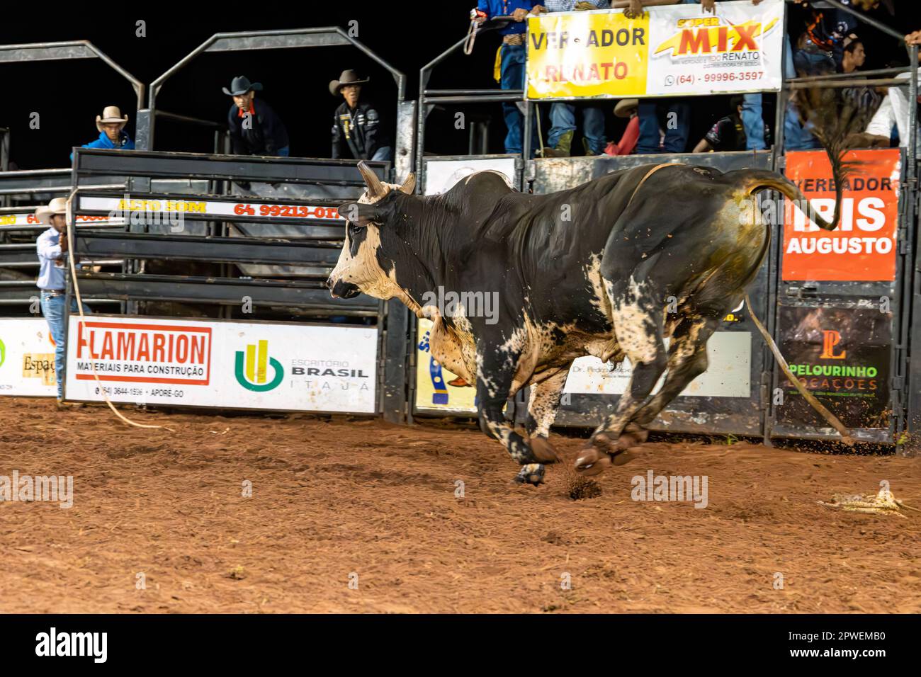 Itaja, Goias, Brazil - 04 21 2023: bull at a bull riding event in an ...