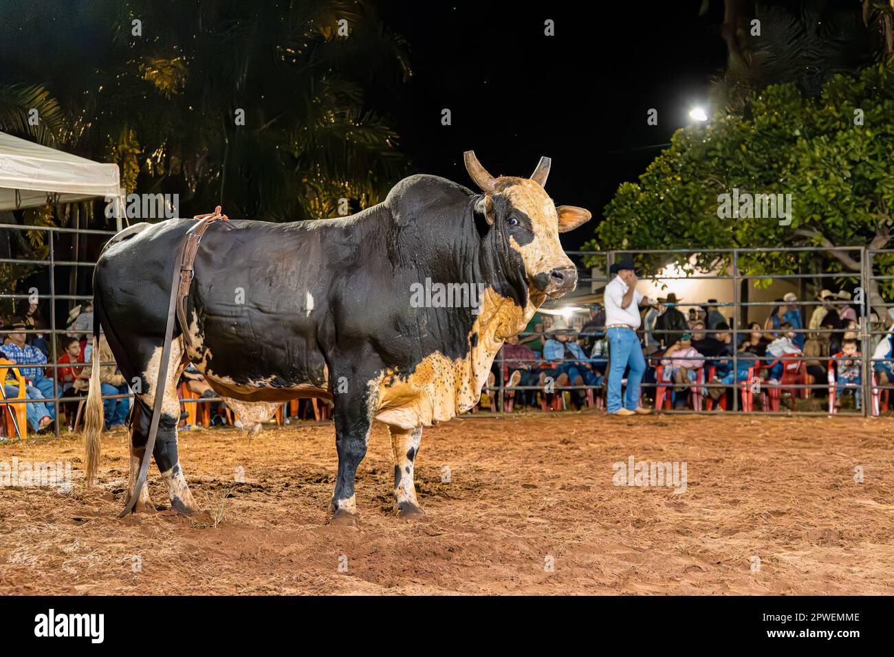 Itaja, Goias, Brazil - 04 21 2023: bull at a bull riding event in an ...