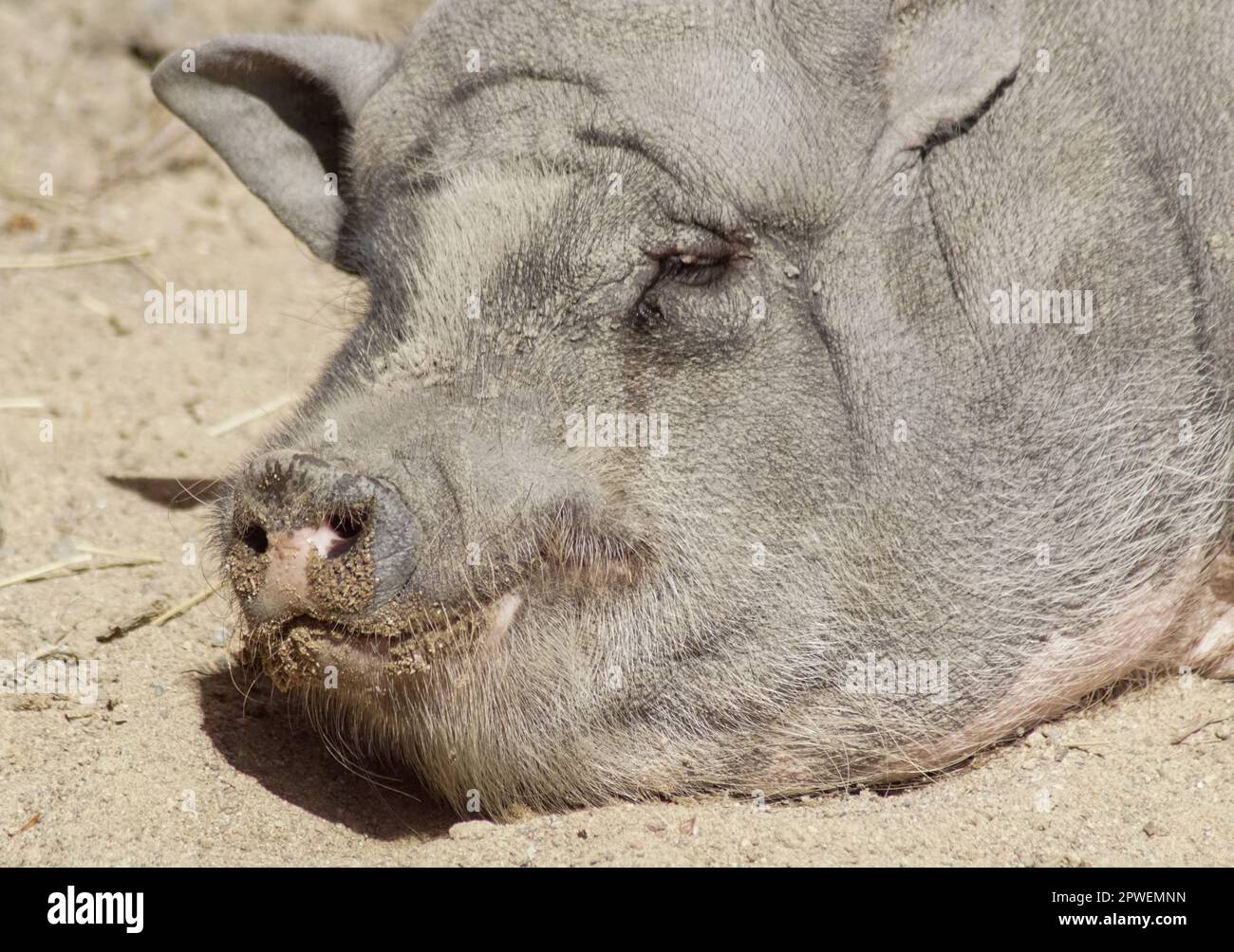 Close-up of a pig lying on land Stock Photo - Alamy