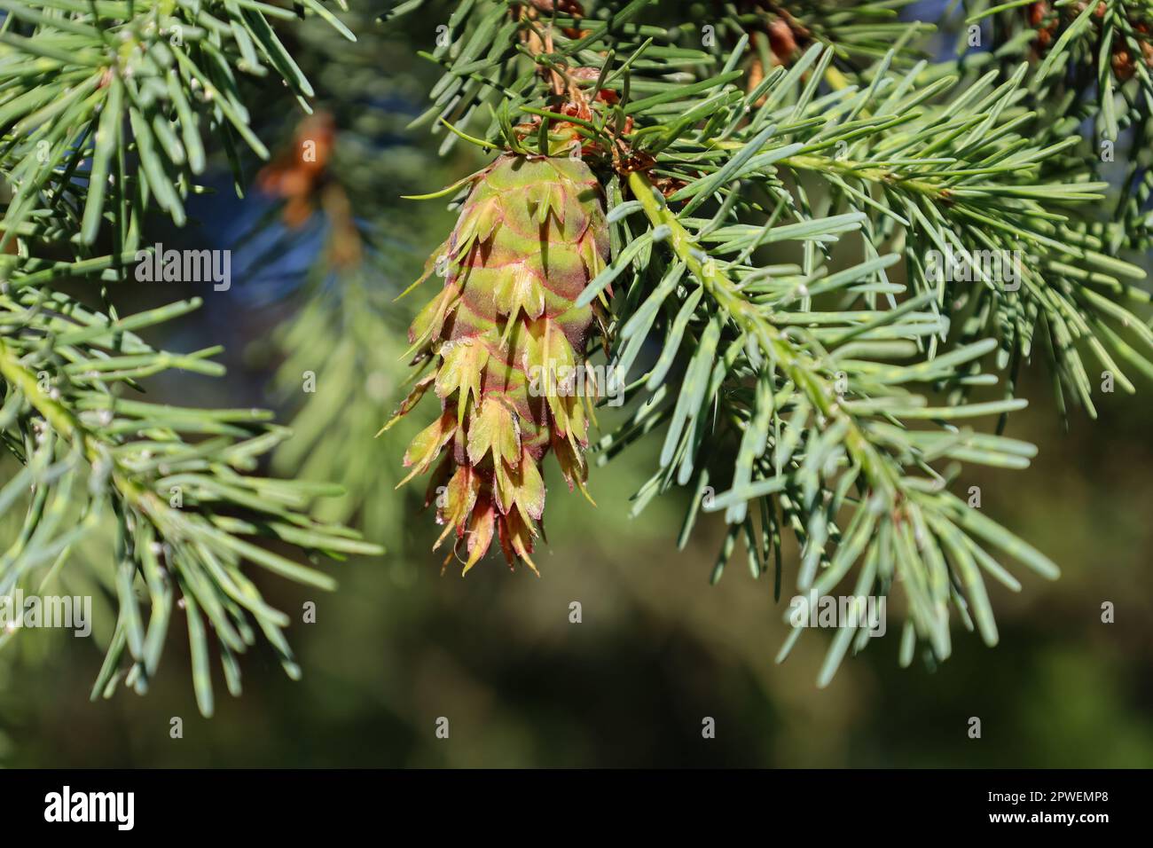 Bright green young cones on the branch of Rocky Mountain Douglas-fir ...
