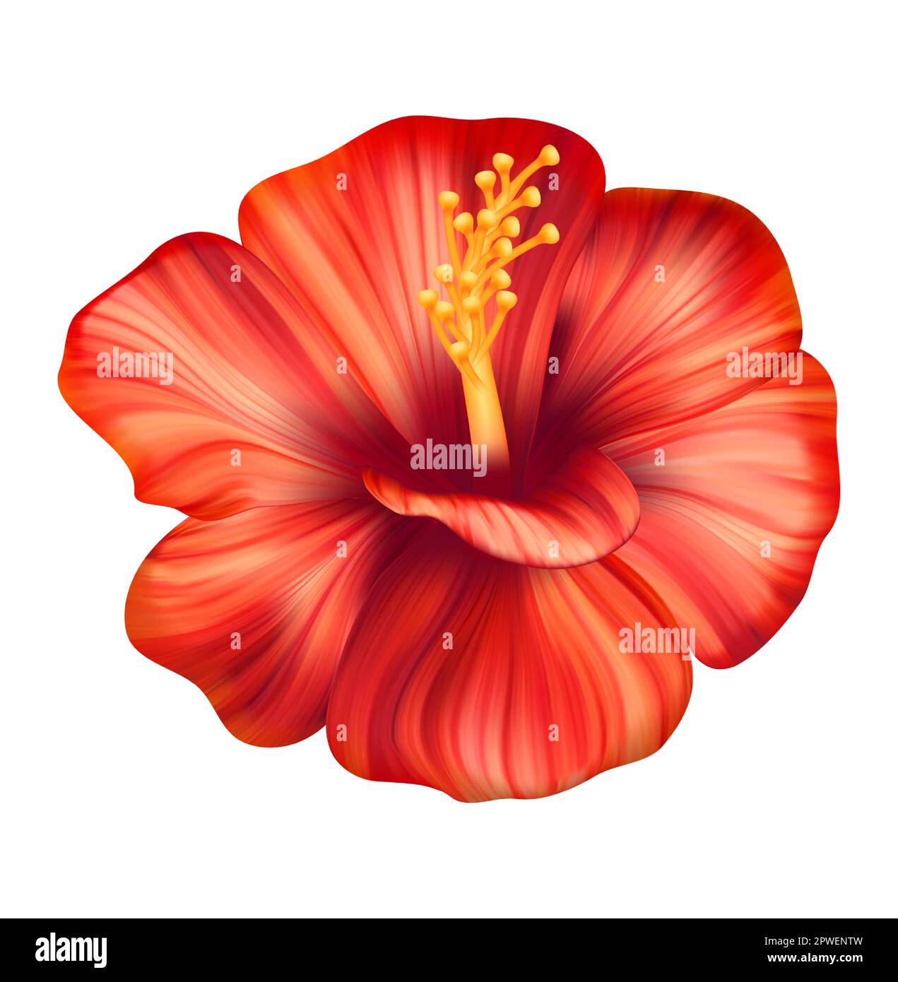 Closeup red hibiscus flower Stock Vector Images - Alamy