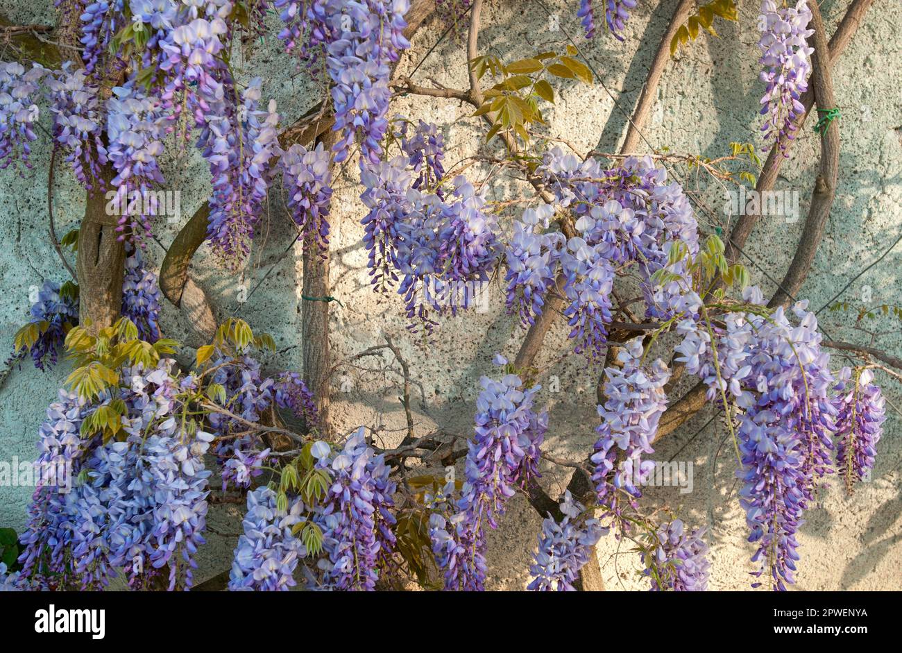 A close view of a wall covered with beautiful wisteria plant during ...