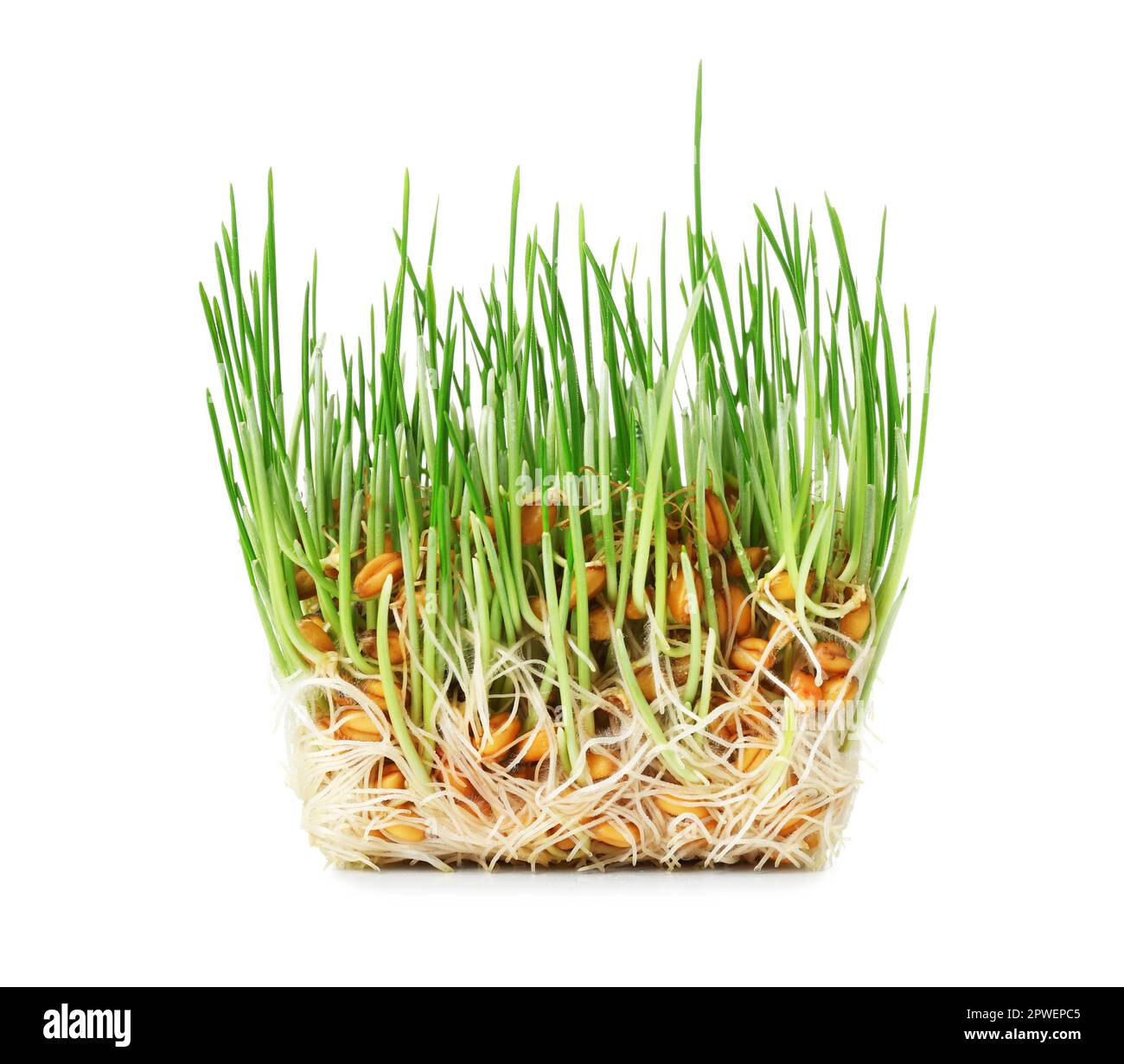 Fresh wheatgrass on white background Stock Photo - Alamy