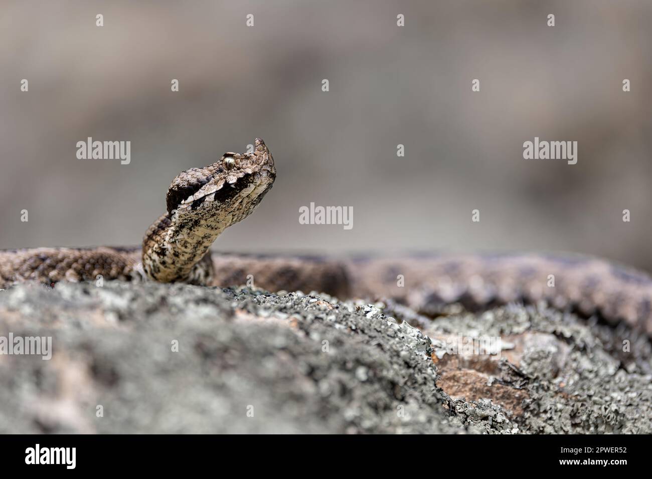 Horned sand viper hi-res stock photography and images - Alamy