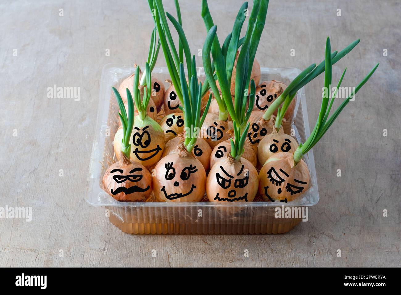 How to regrow green onions hi-res stock photography and images - Alamy