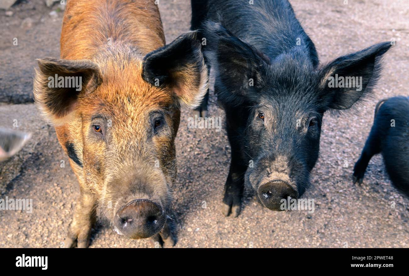 Portrait of two curious pigs on the street looking into the camera ...