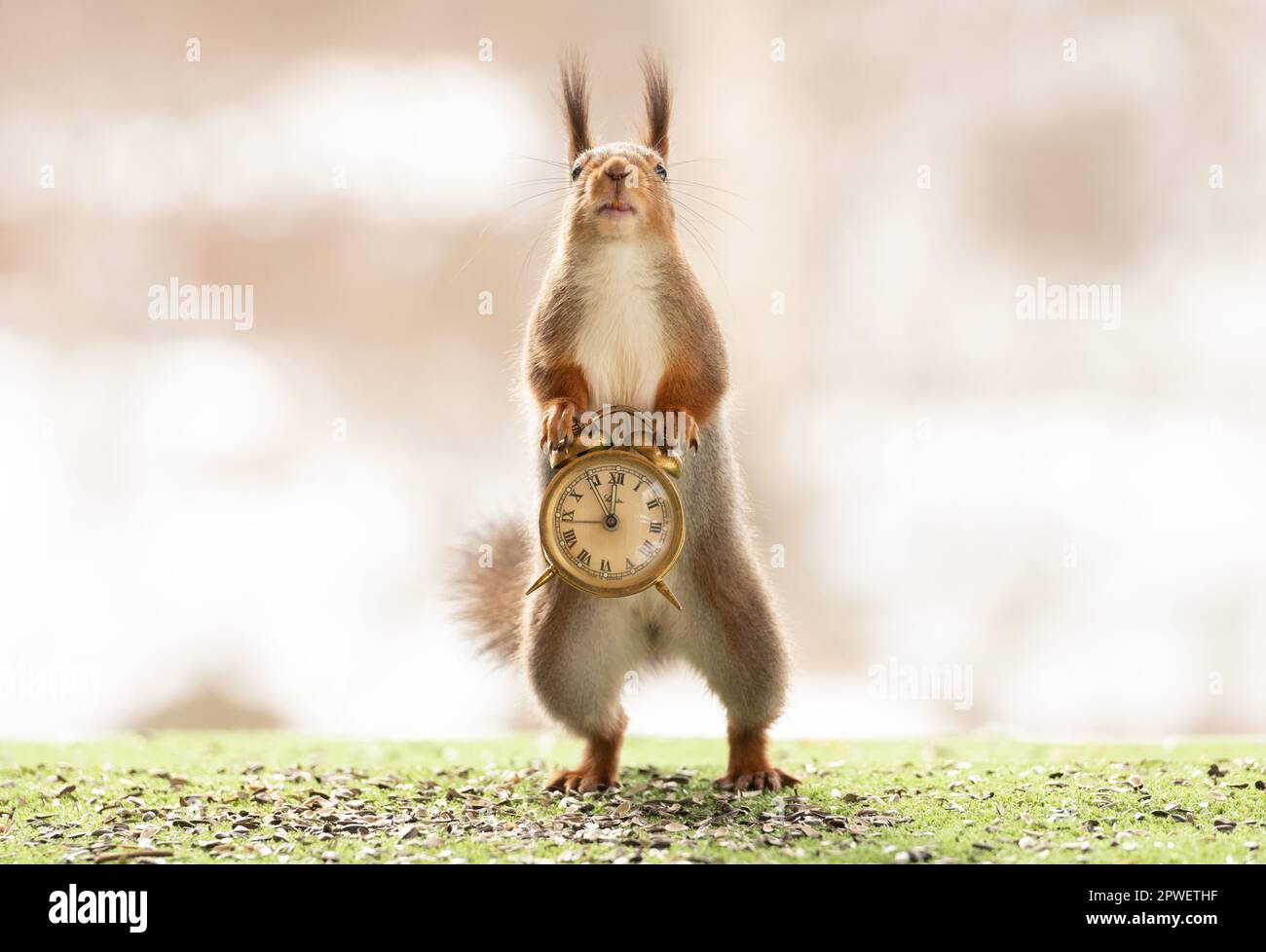 Squirrel alarm clock hi-res stock photography and images - Alamy
