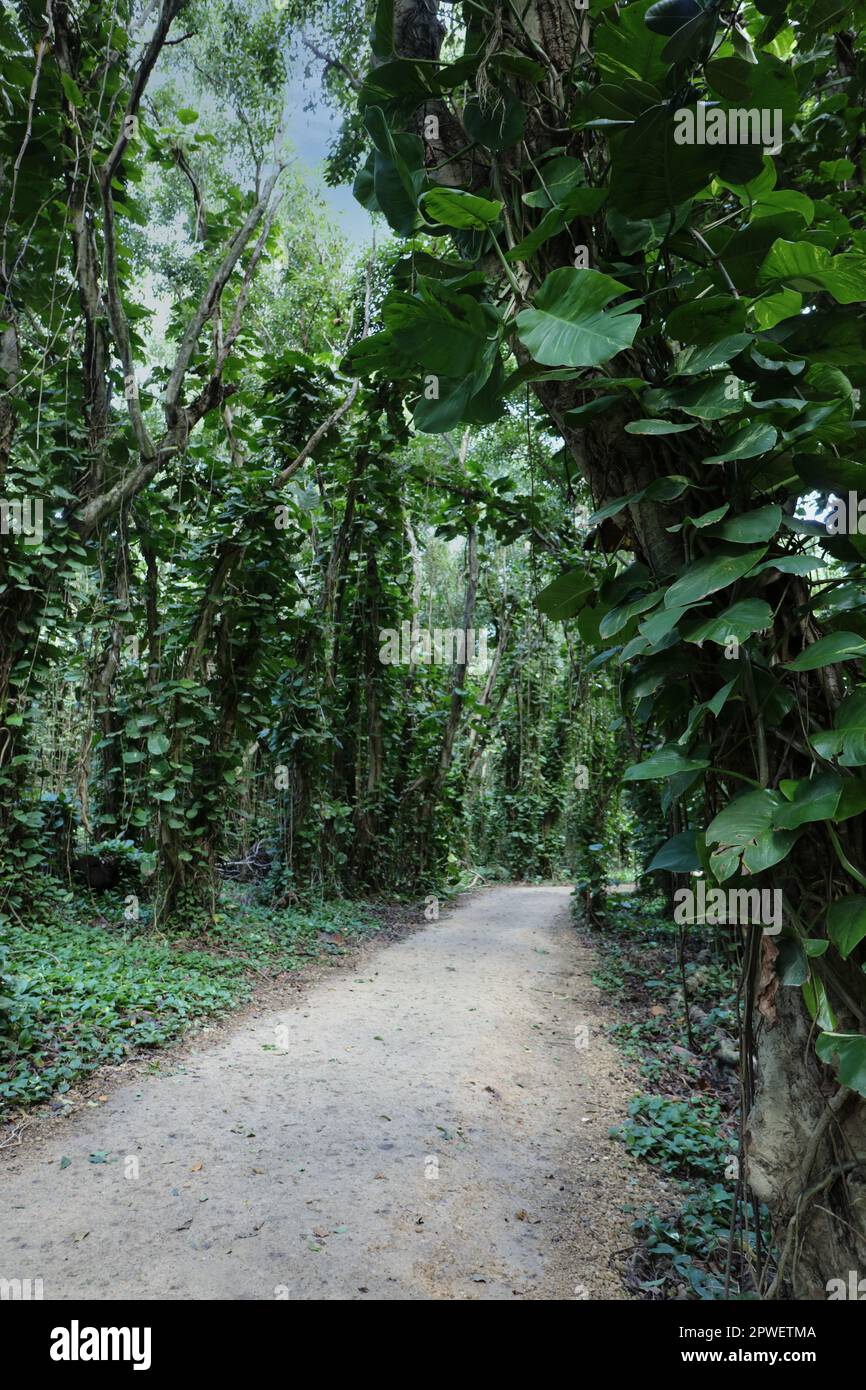 A trail through a rainforest of trees, vines and plants in Napali Coast ...