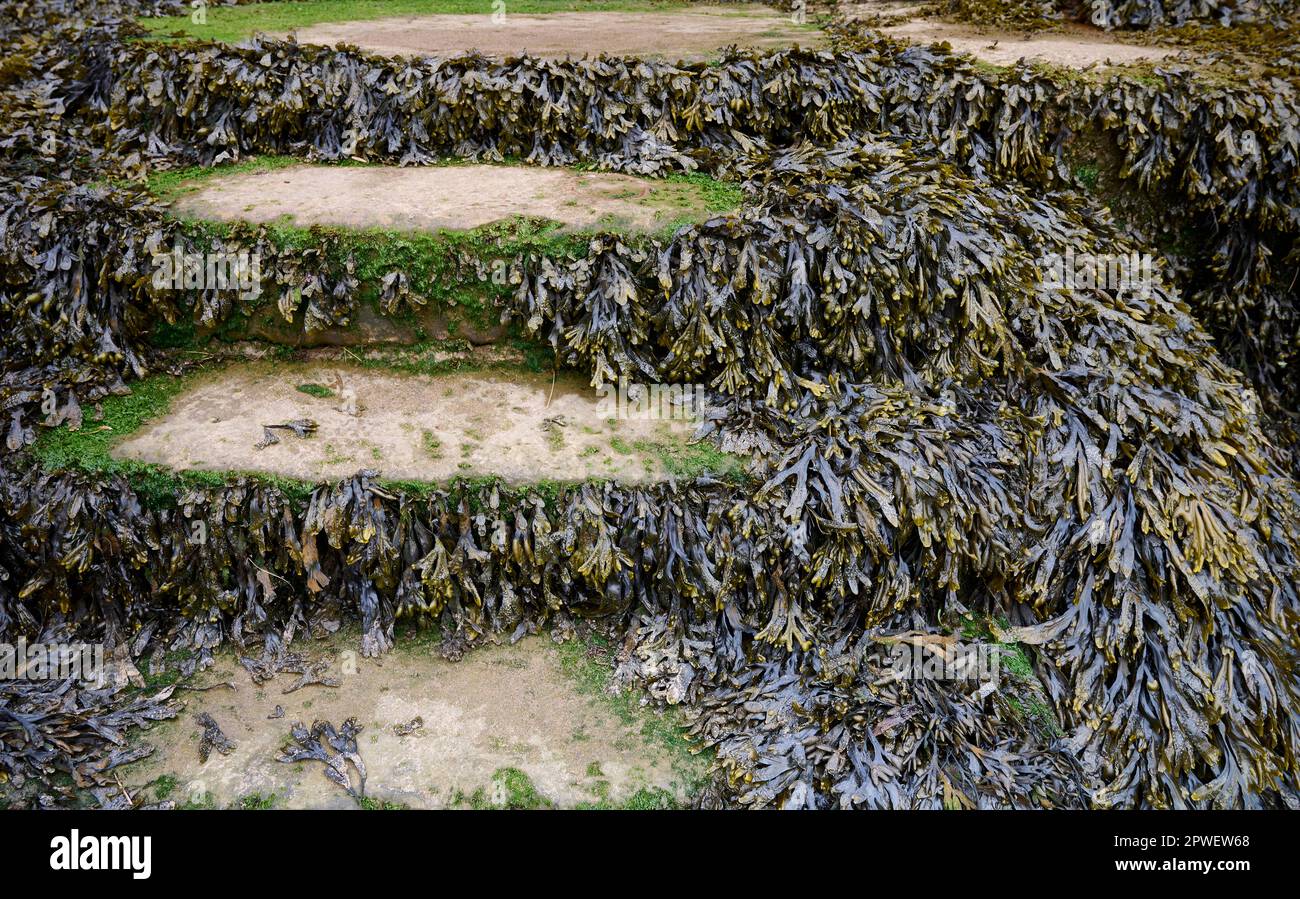 Stone steps and seaweed Stock Photo - Alamy