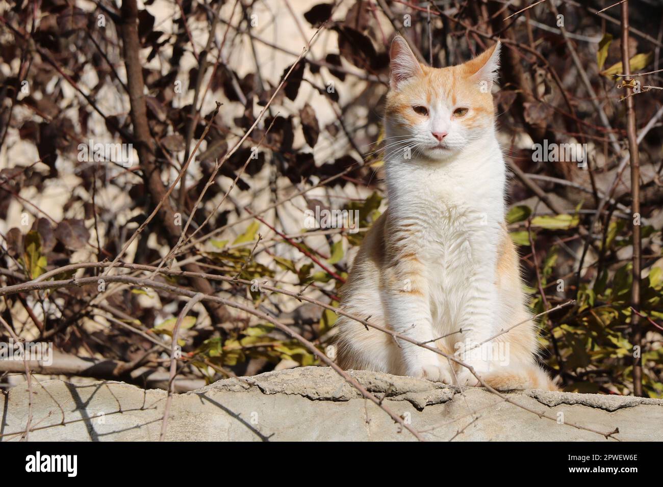 Cat looking straight into the camera Stock Photo - Alamy