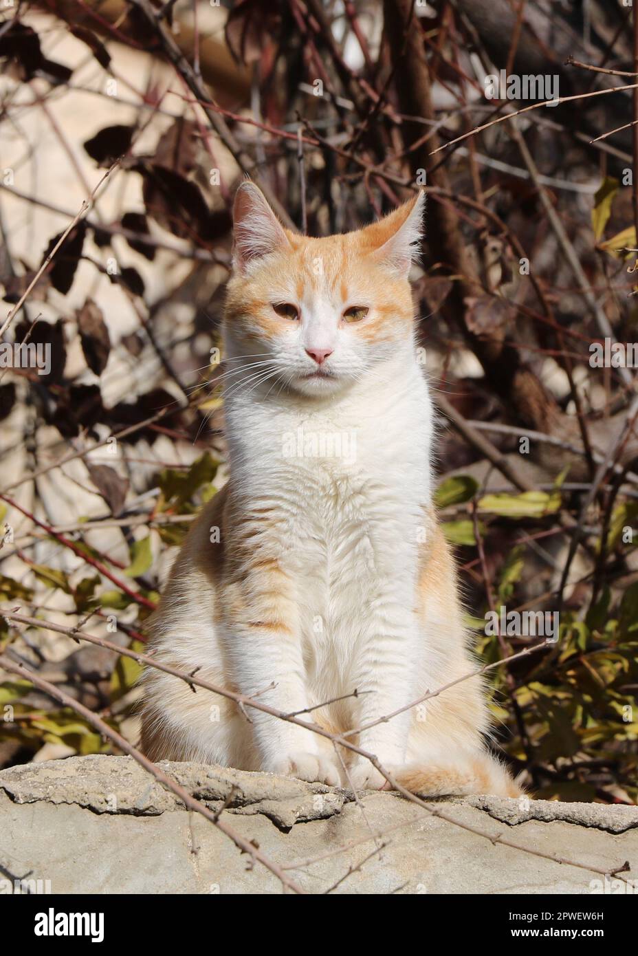 Cat looking straight into the camera hi-res stock photography and ...